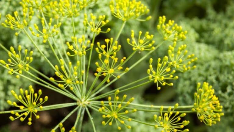 Koperek – właściwości, korzyści i przechowywanie